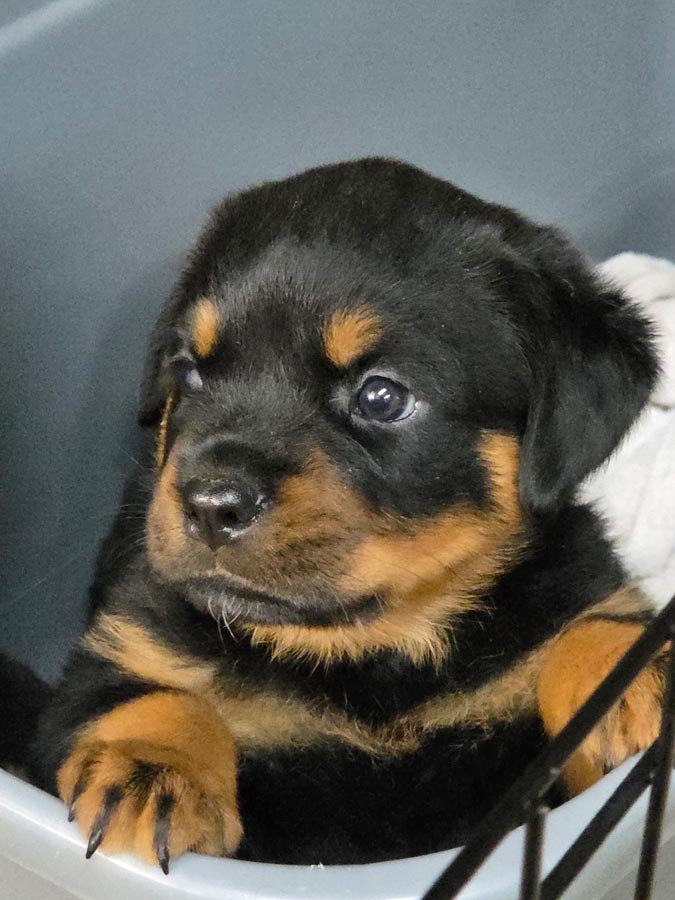 Puppies born June 10, 2025 - Von Chavis Rottweilers